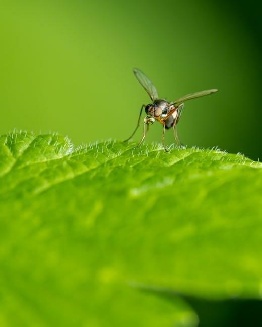 Fly Fishing Fly Size Guide: Catch More Fish with the Right Flies!